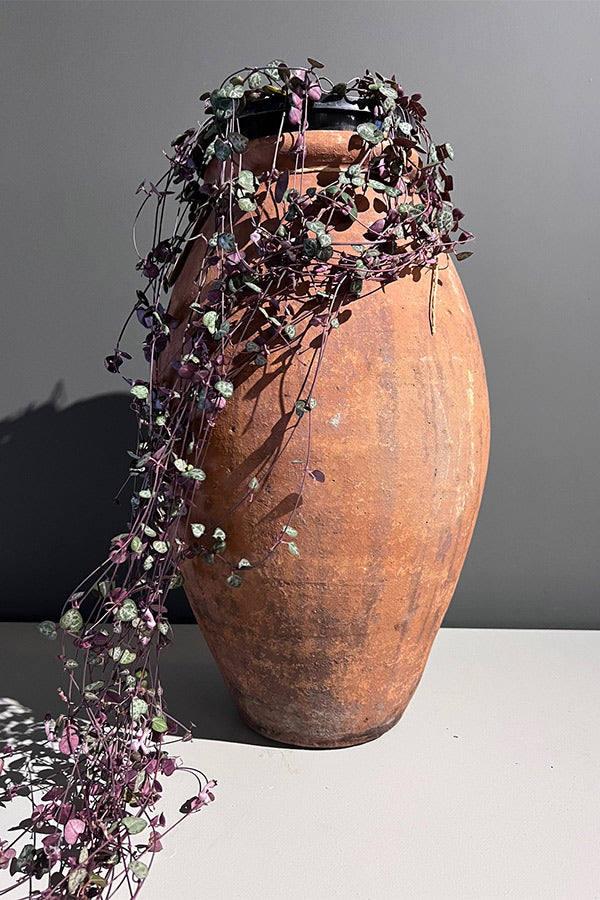 Small Turkish Pot V2 – Aniseed